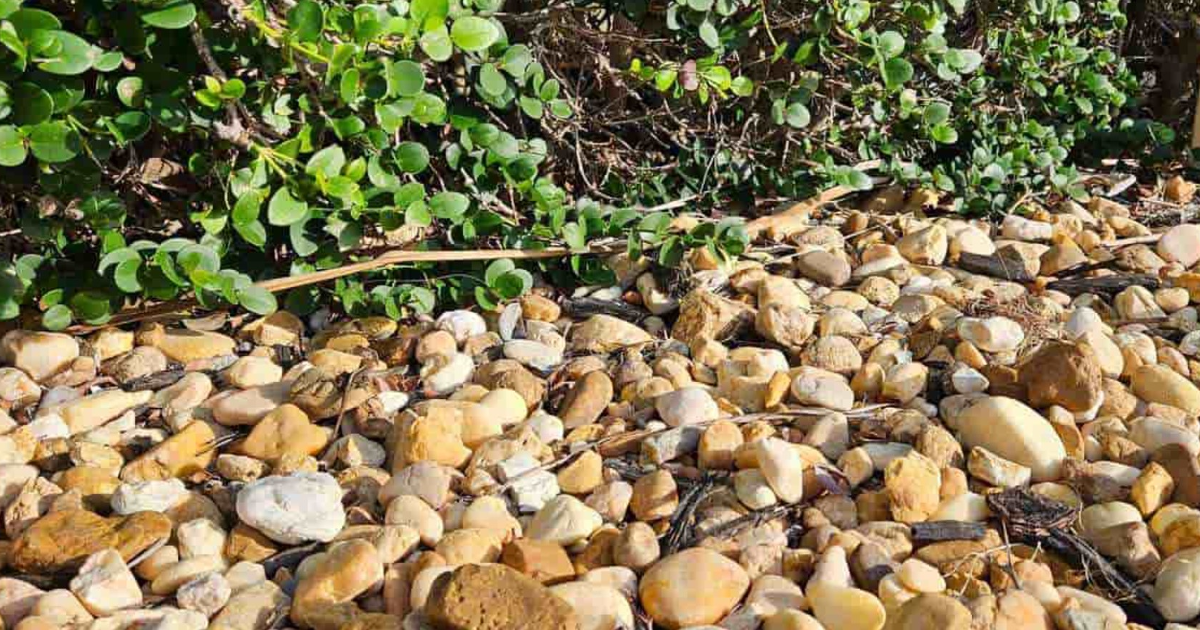 Hol bújt el a gyík? Tökéletes a látásod, ha megtalálod 7 másodperc ...