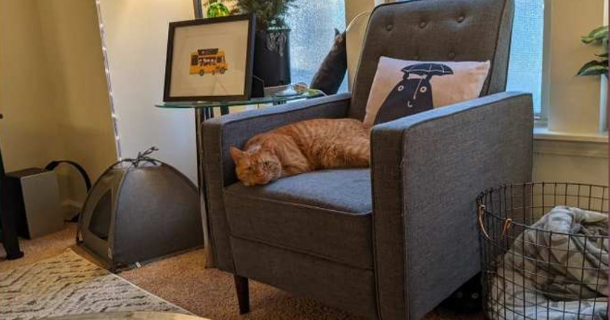 Zseni vagy, ha kitalálod 15 másodperc alatt, hol van a két macska a ...