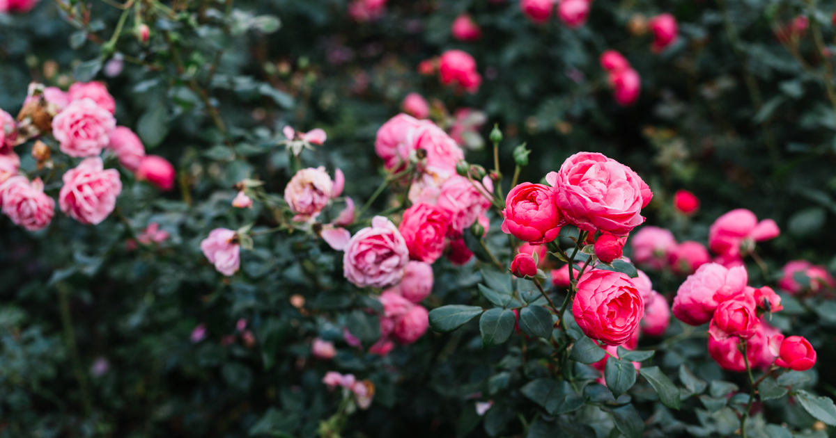 Itt van minden, amit a rózsa gondozásáról tudnod kell - Elle